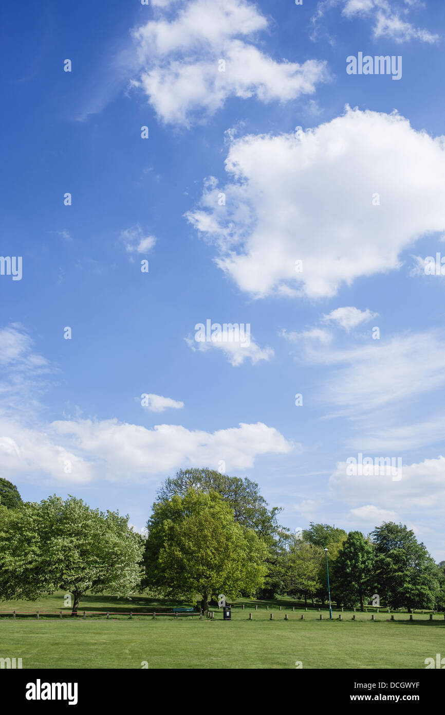 Portrait orientation photograph of trees and sky at Bramcote Park ...