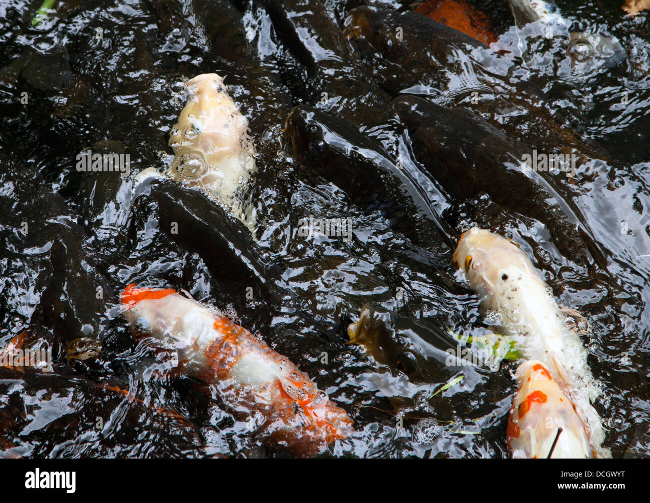 Shot koi carp swimming hi-res stock photography and images - Alamy