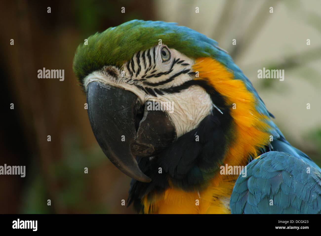 Close Up of Angry Macaw Stock Photo - Alamy