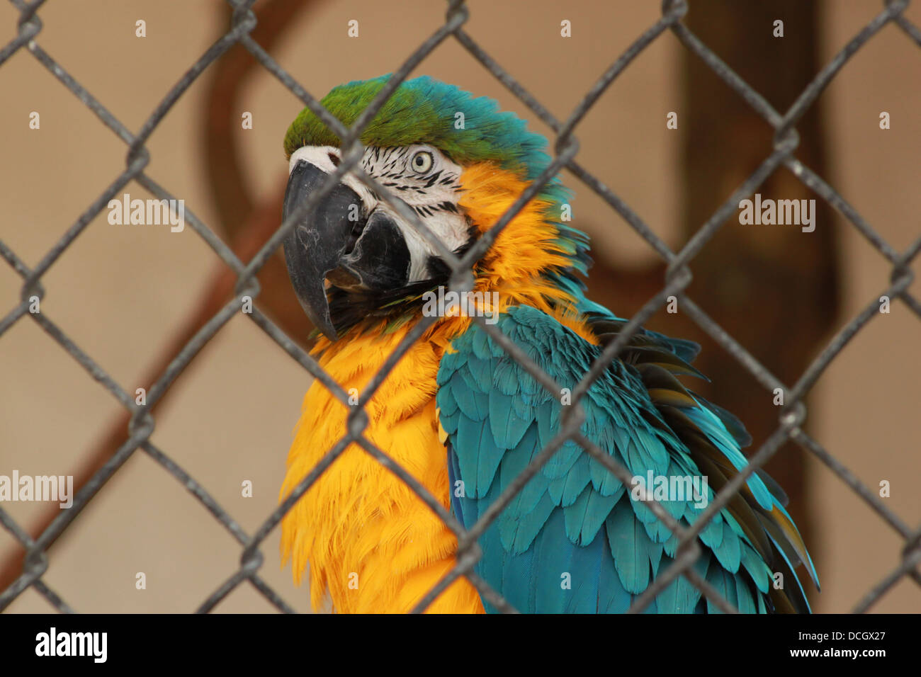 Caged blue and yellow macaw hi-res stock photography and images - Alamy
