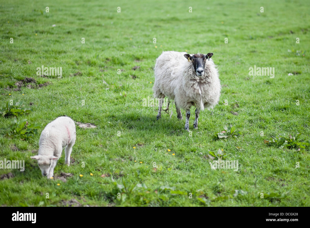 Sheep and lamb in a field Stock Photo - Alamy