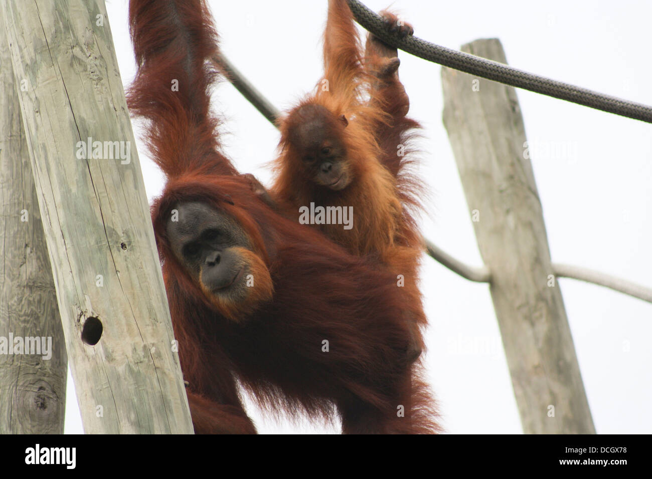 Group of orangutans hi-res stock photography and images - Alamy