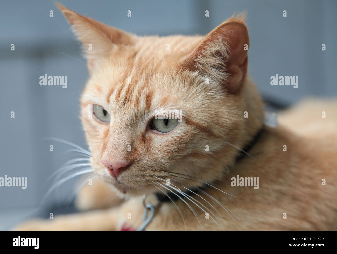 Golden cat wearing collar Stock Photo - Alamy
