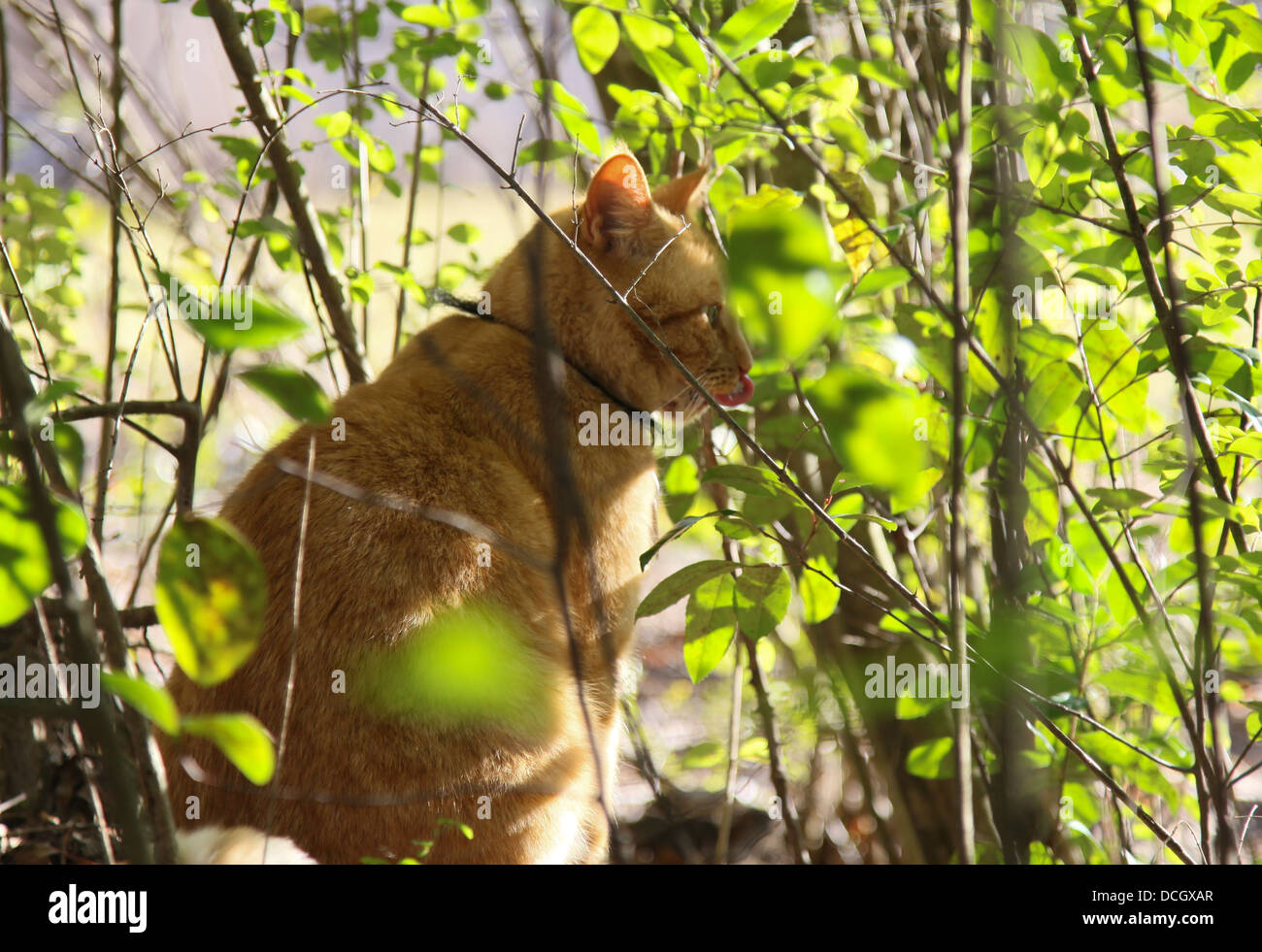 Golden cat wearing collar Stock Photo - Alamy