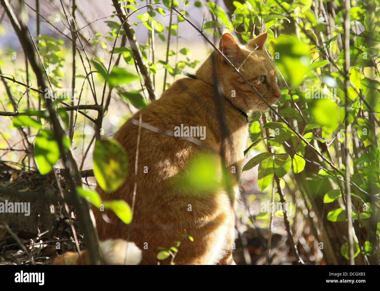 Golden cat wearing collar Stock Photo - Alamy
