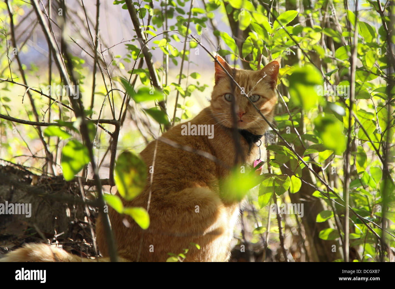 Golden cat wearing collar Stock Photo - Alamy