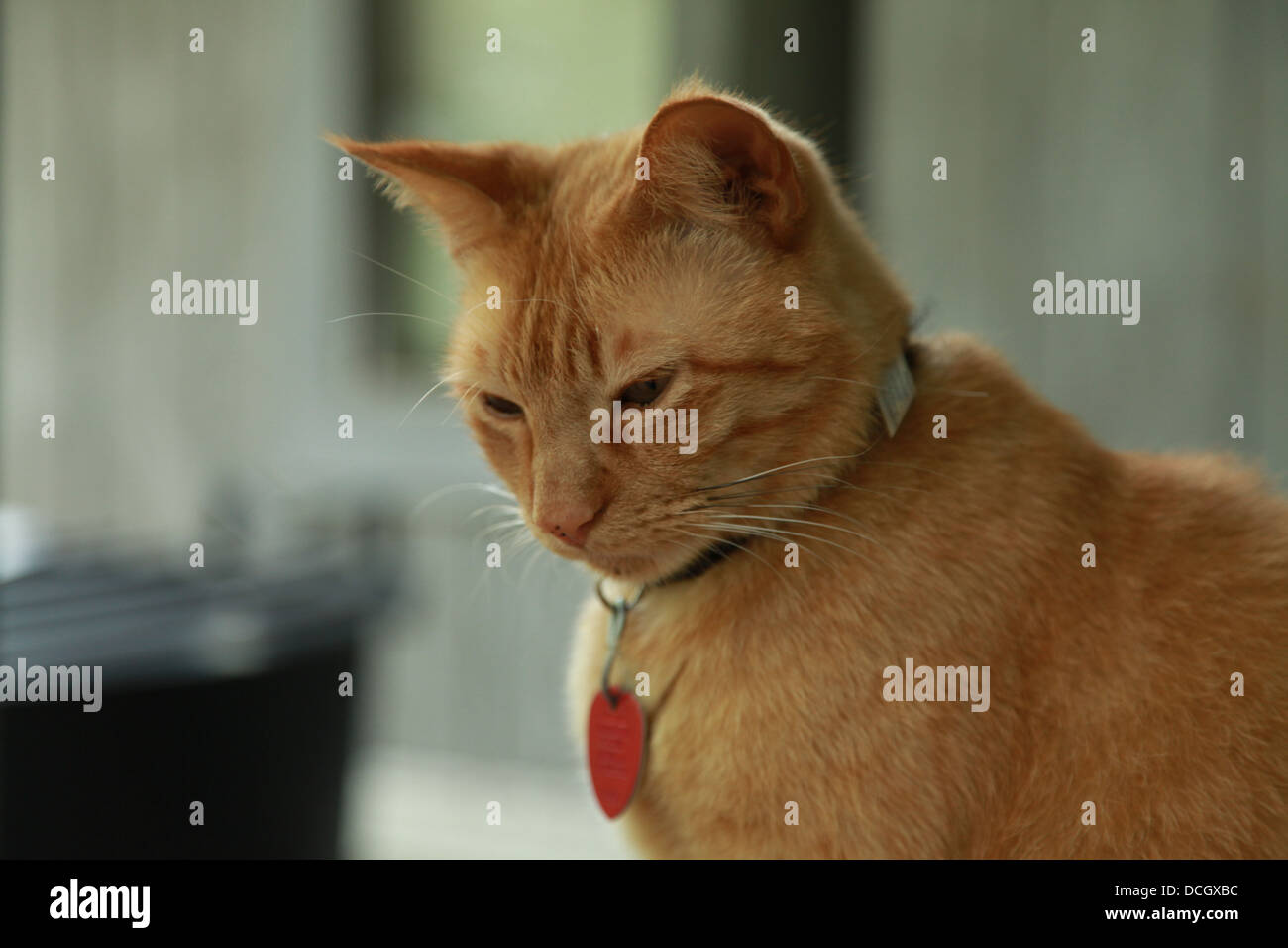 Golden cat wearing collar Stock Photo - Alamy