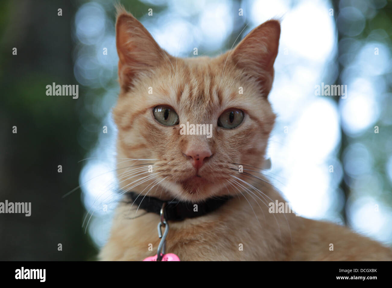 Golden cat wearing collar Stock Photo - Alamy