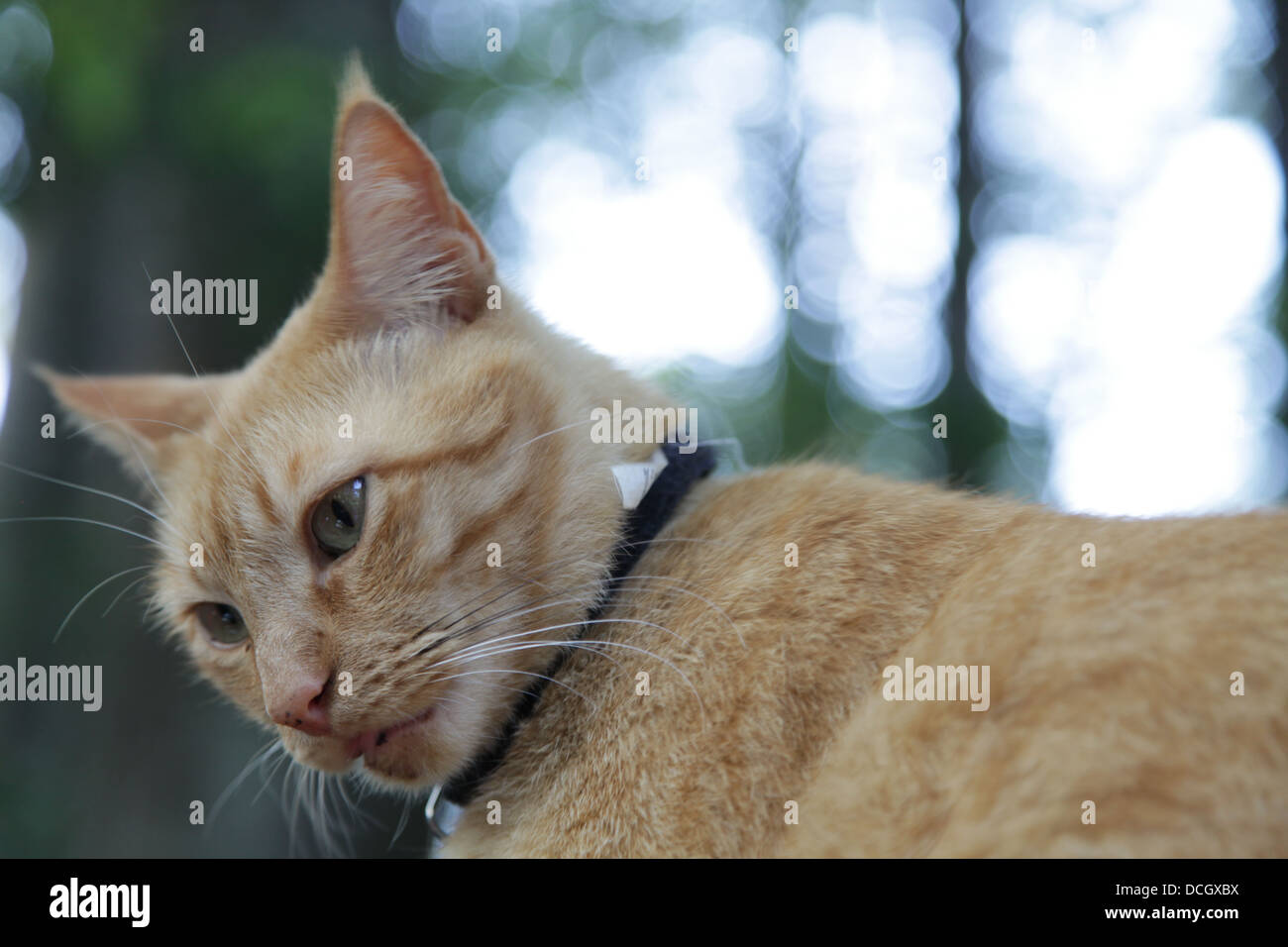 Golden cat wearing collar Stock Photo - Alamy
