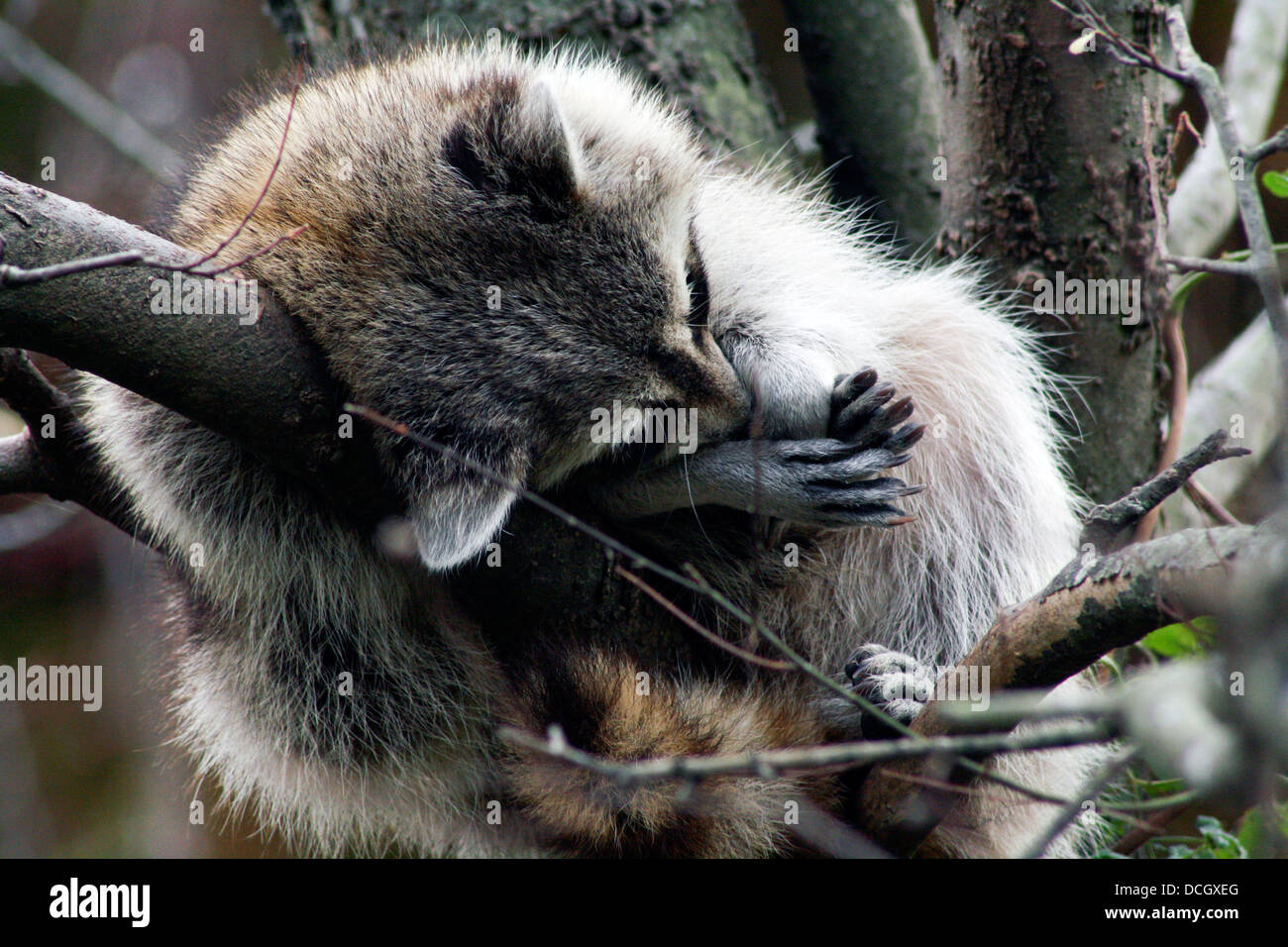 Closeup of raccoon sleeping in a tree Stock Photo - Alamy