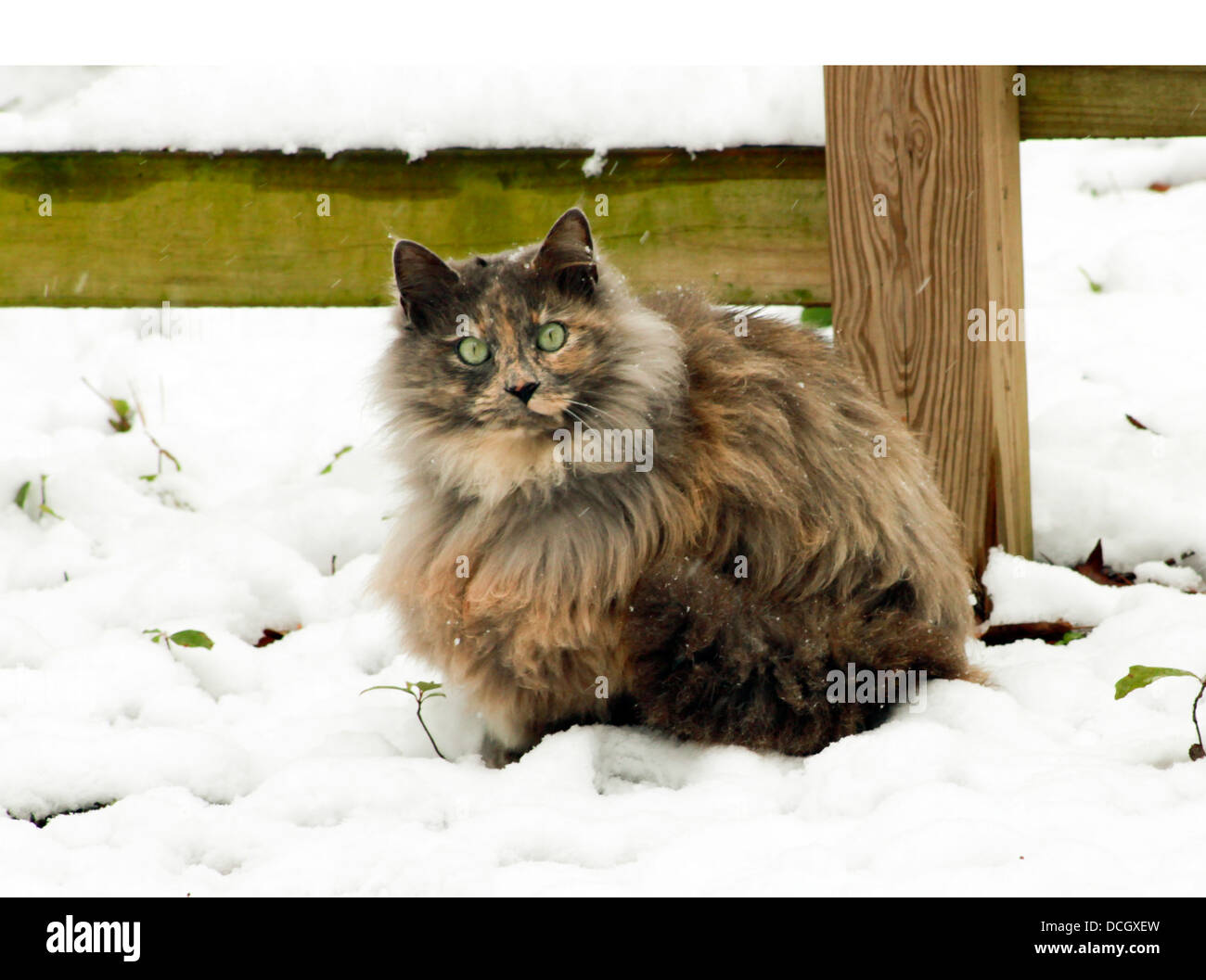Pensive Grey Cat in the Snow Stock Photo - Alamy