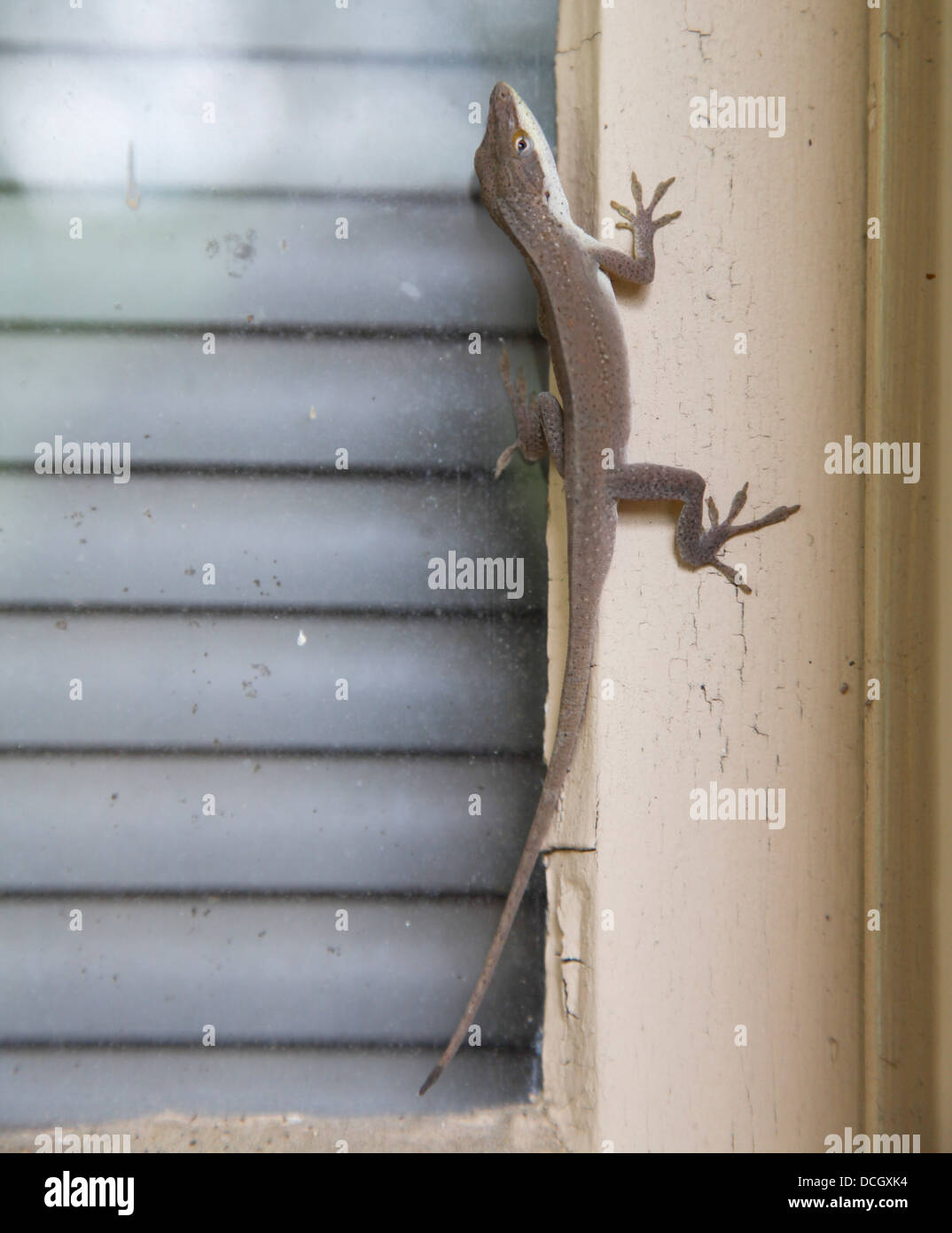 Brown Anole Lizard Near Window Stock Photo - Alamy