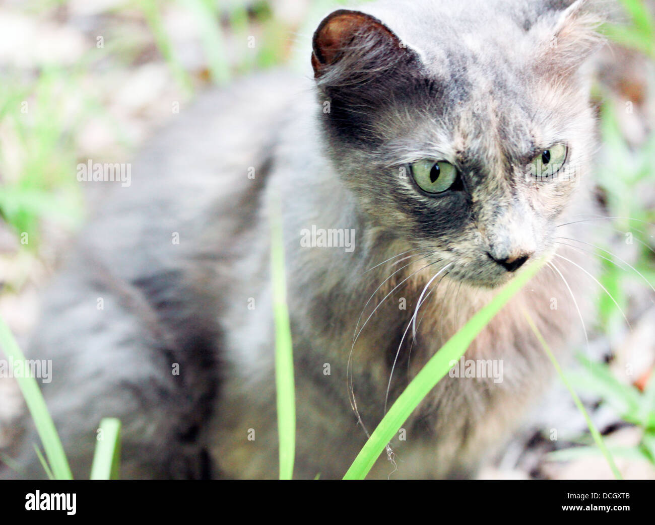Long haired gray cat in natural background Stock Photo - Alamy