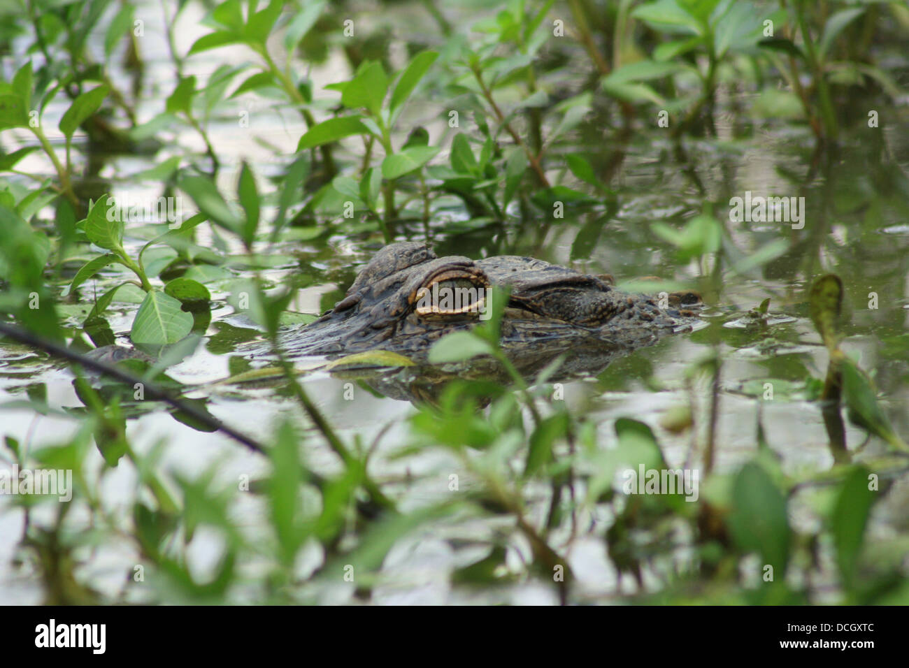 Alligator armor hi-res stock photography and images - Alamy