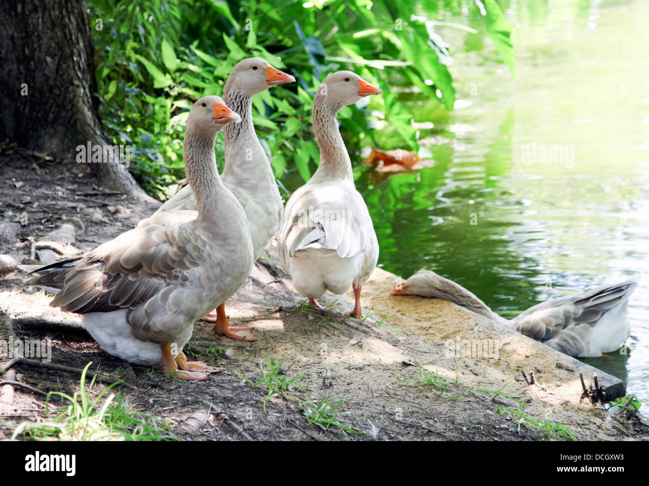 Gaggle of Grey Geese in Natural Habitat Stock Photo - Alamy