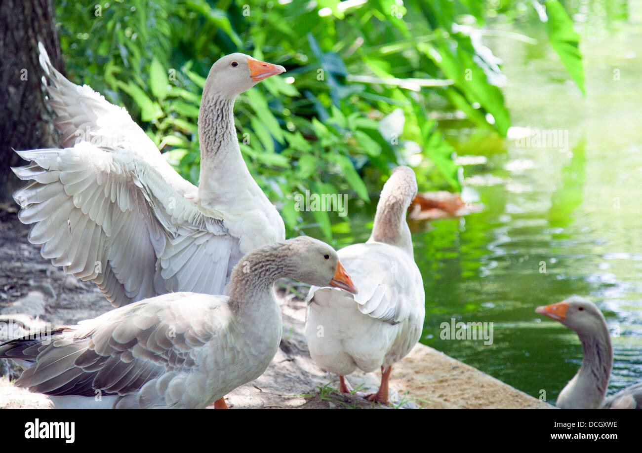 Goose prepares hi-res stock photography and images - Alamy