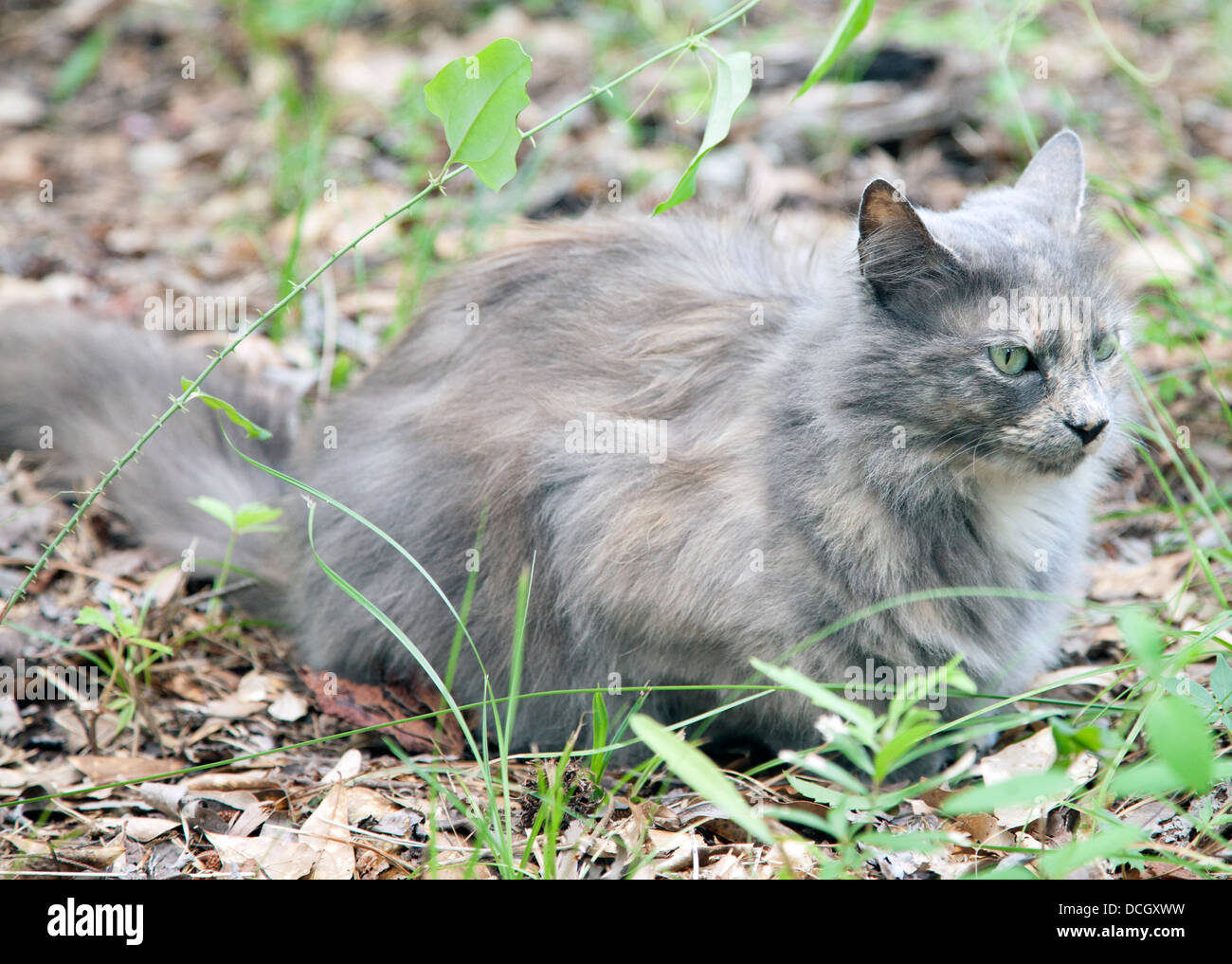 Long haired gray cat in natural background Stock Photo - Alamy