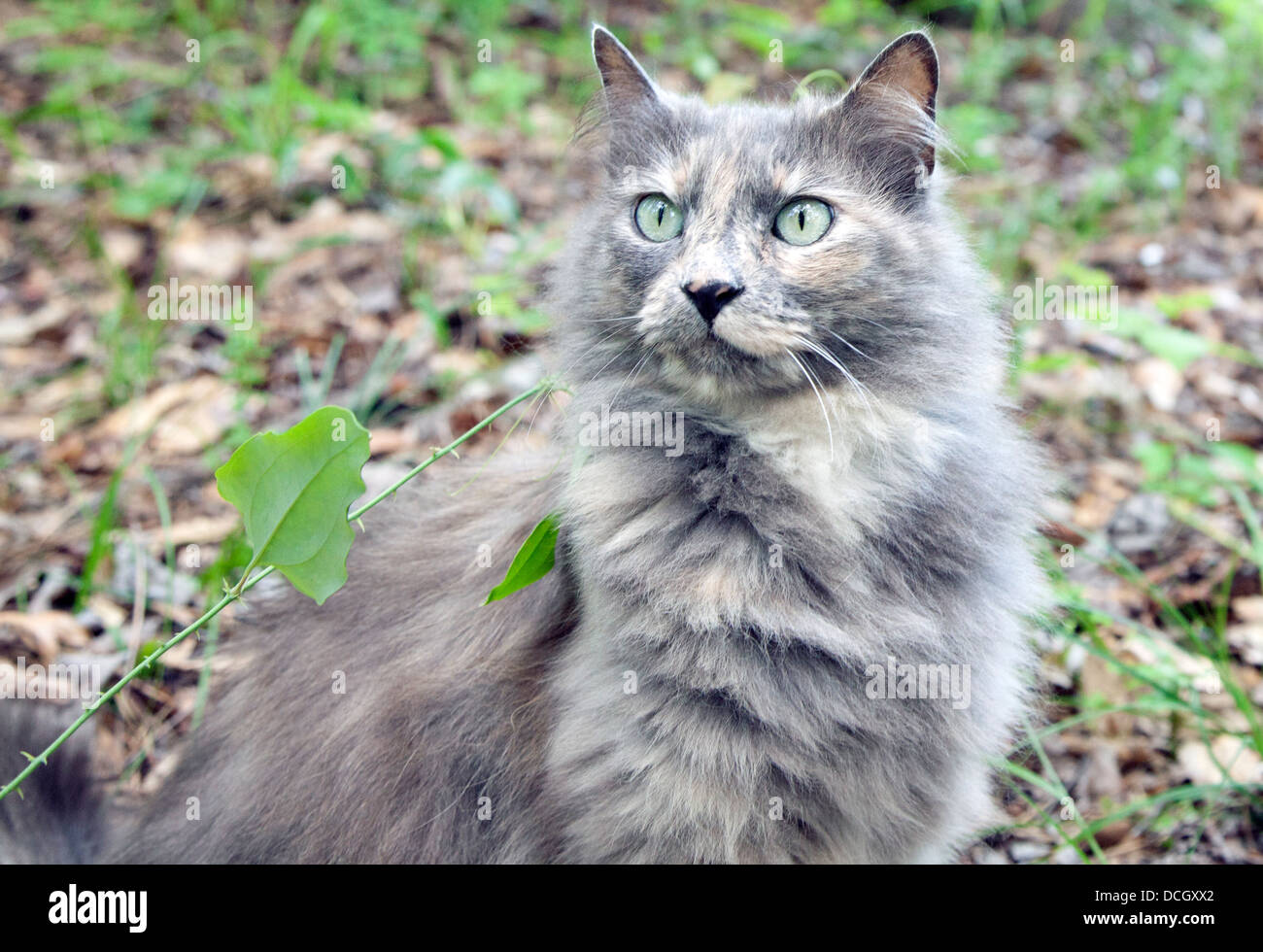 Long haired gray cat in natural background Stock Photo - Alamy