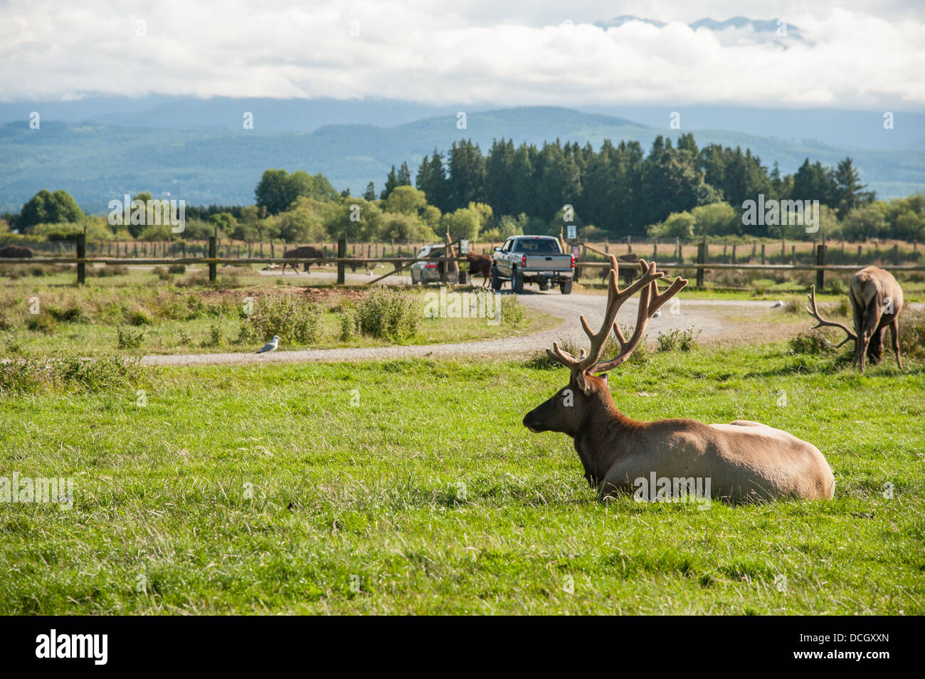 Elks relaxing at Olympic Game Farm Stock Photo - Alamy