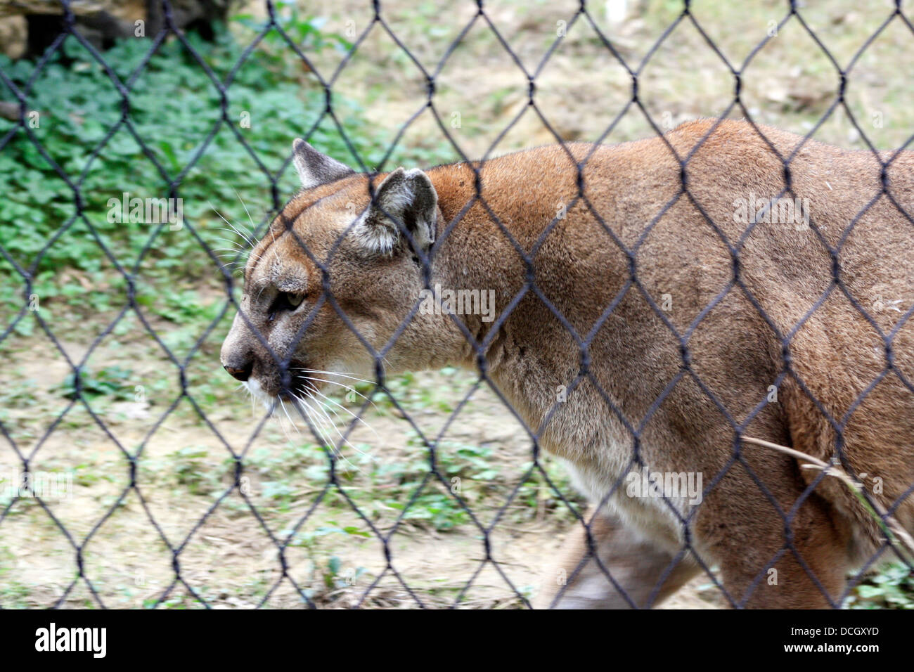 Mountain lion pacing behind a fence with natural background Stock Photo ...
