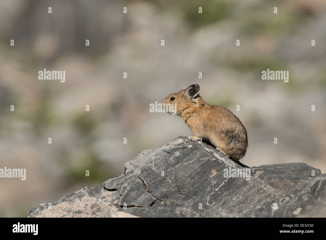 Stock photo of a Wasatch American pika sitting on a rock Stock Photo ...