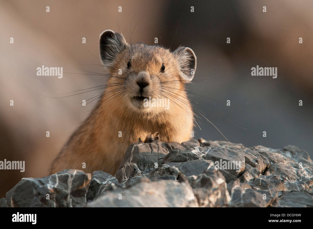 American pika hi-res stock photography and images - Alamy