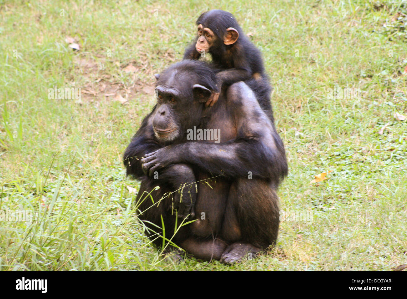 Primate safe habitat hi-res stock photography and images - Alamy