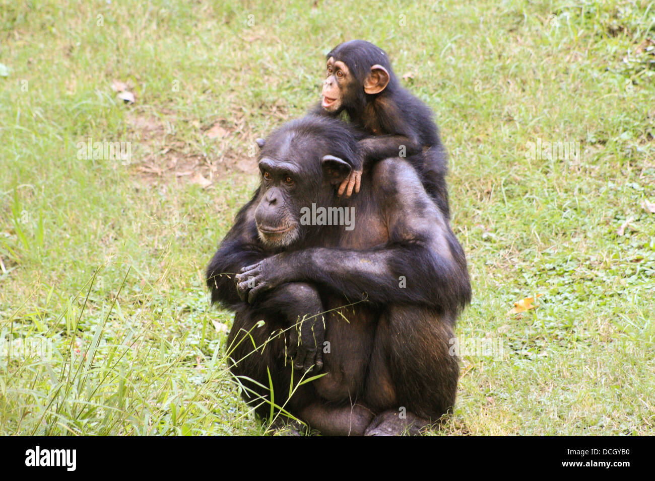 Primate safe habitat hi-res stock photography and images - Alamy