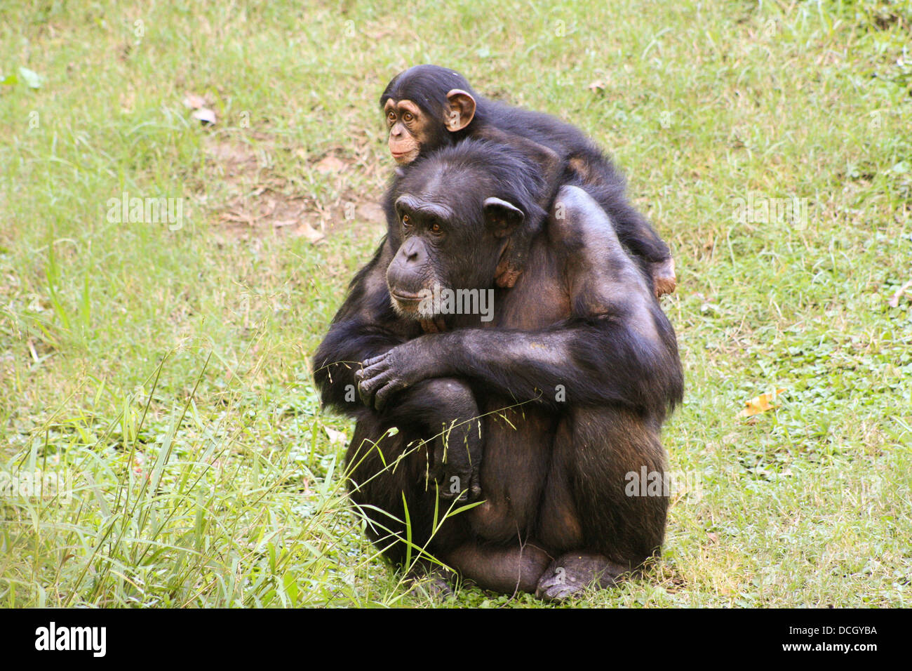 Primate safe habitat hi-res stock photography and images - Alamy