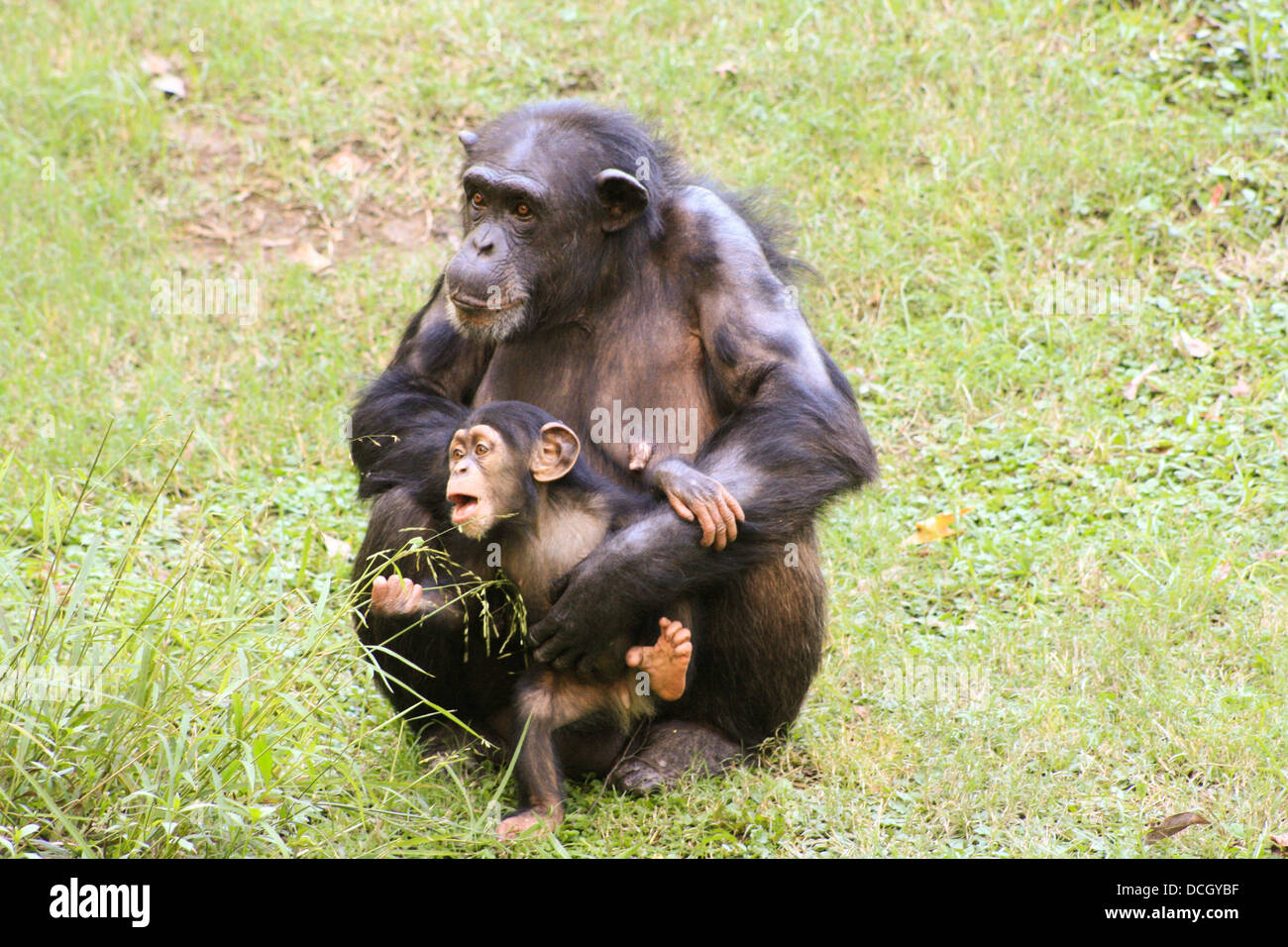 Two chimps in grassy habitat Stock Photo - Alamy