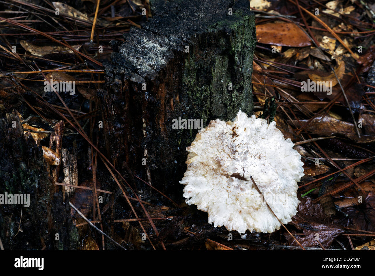 Bright White Lichen Stock Photo - Alamy