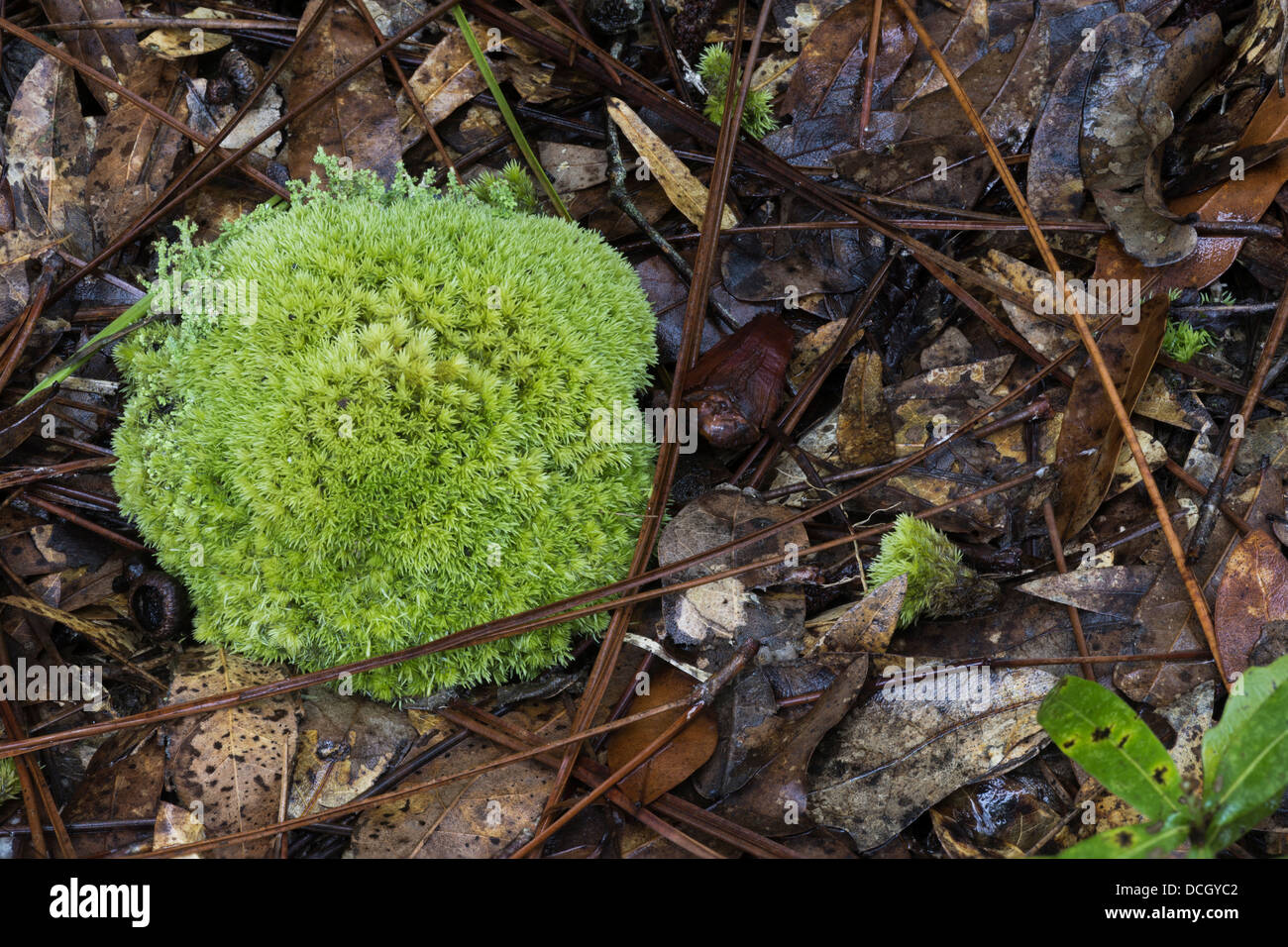 Moss spore hi-res stock photography and images - Alamy