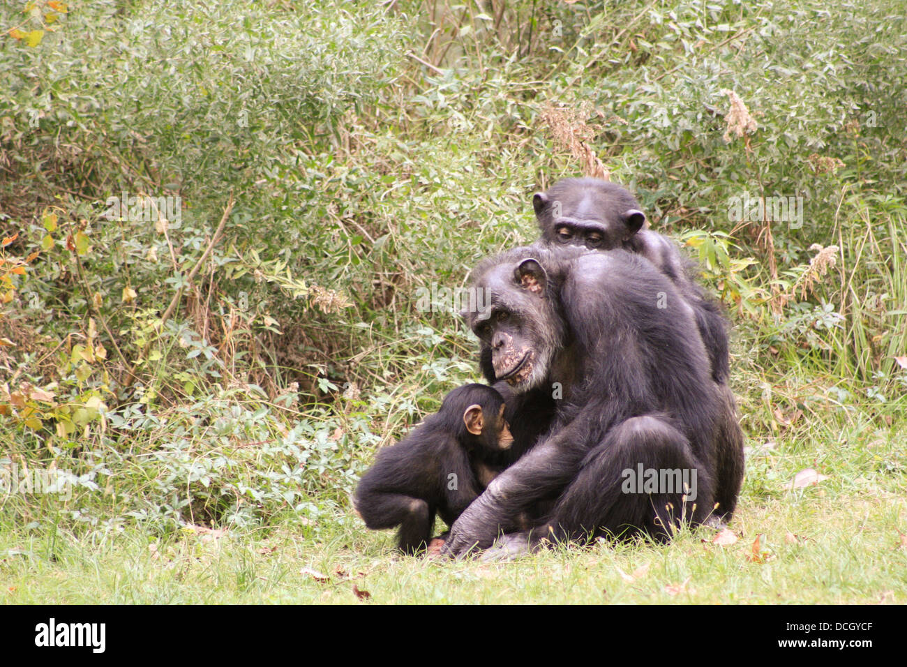 Chimp family in grassy habitat Stock Photo - Alamy