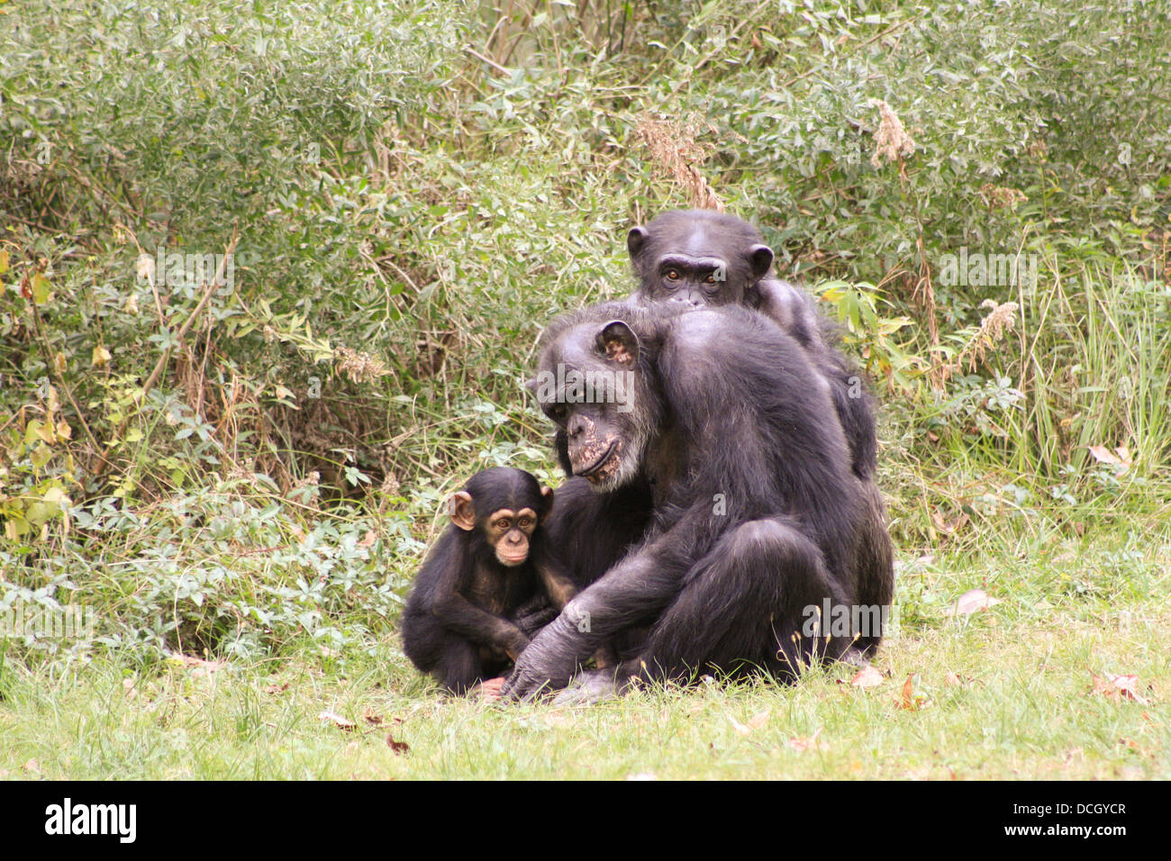 Chimp family in grassy habitat Stock Photo - Alamy