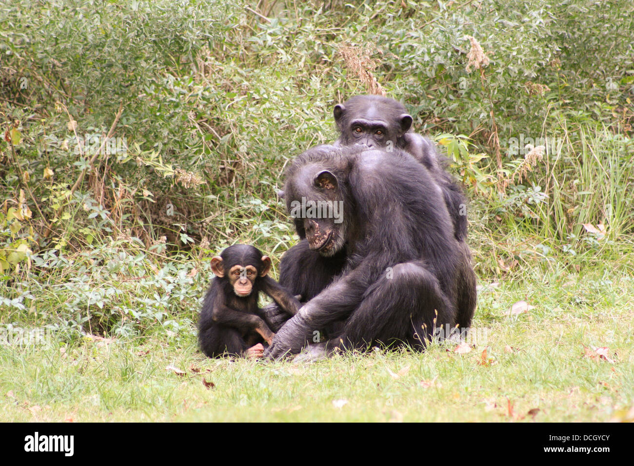 Chimp family in grassy habitat Stock Photo - Alamy