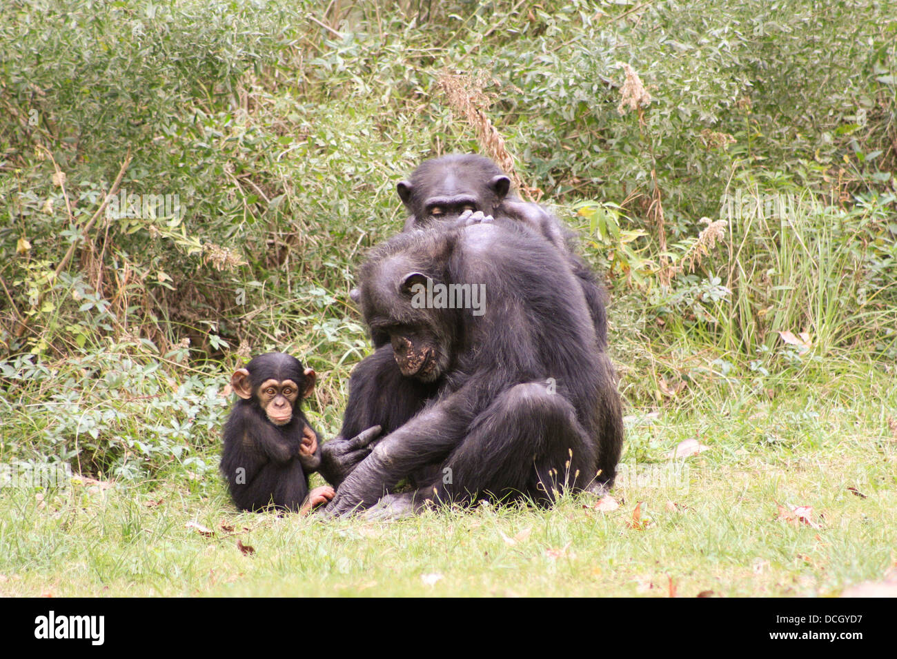 Chimp family in grassy habitat Stock Photo - Alamy