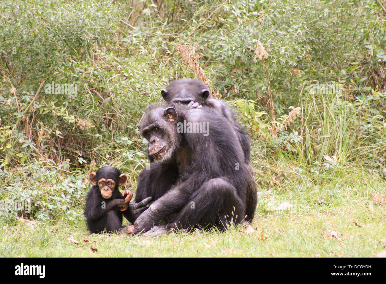 Chimp family in grassy habitat Stock Photo - Alamy