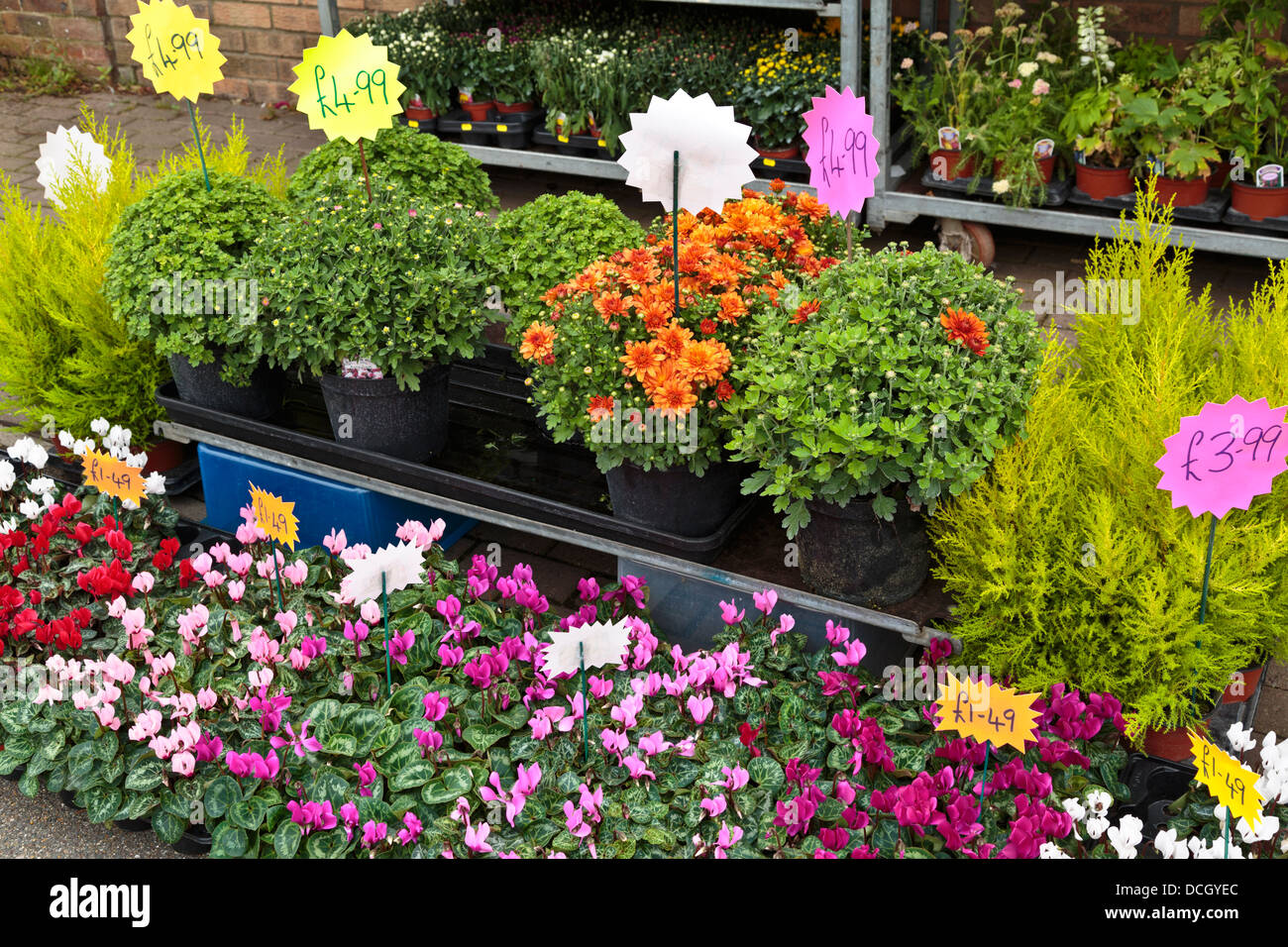Flower plants for sale hi-res stock photography and images - Alamy