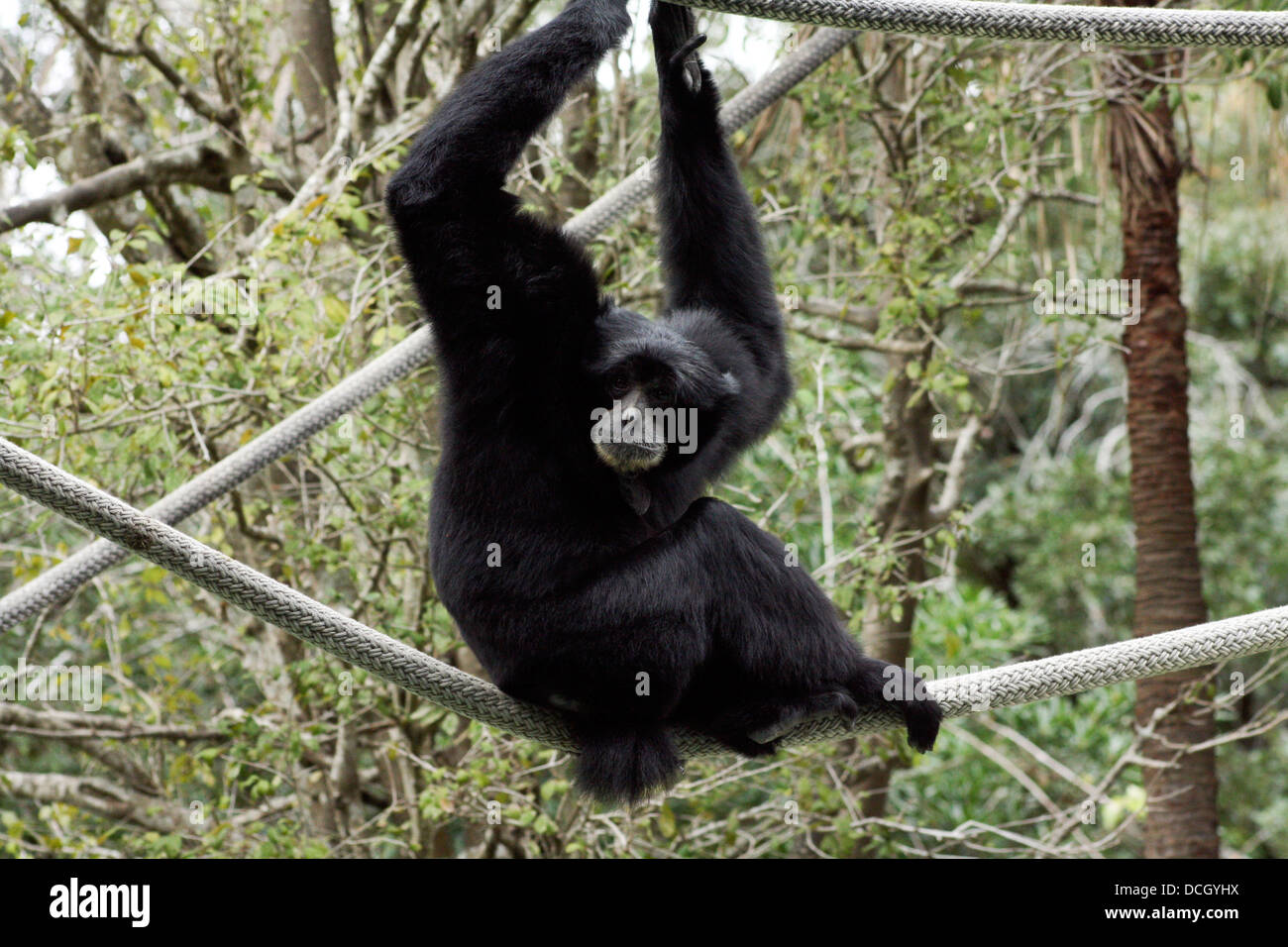 Chimpanzee Muscle Structure