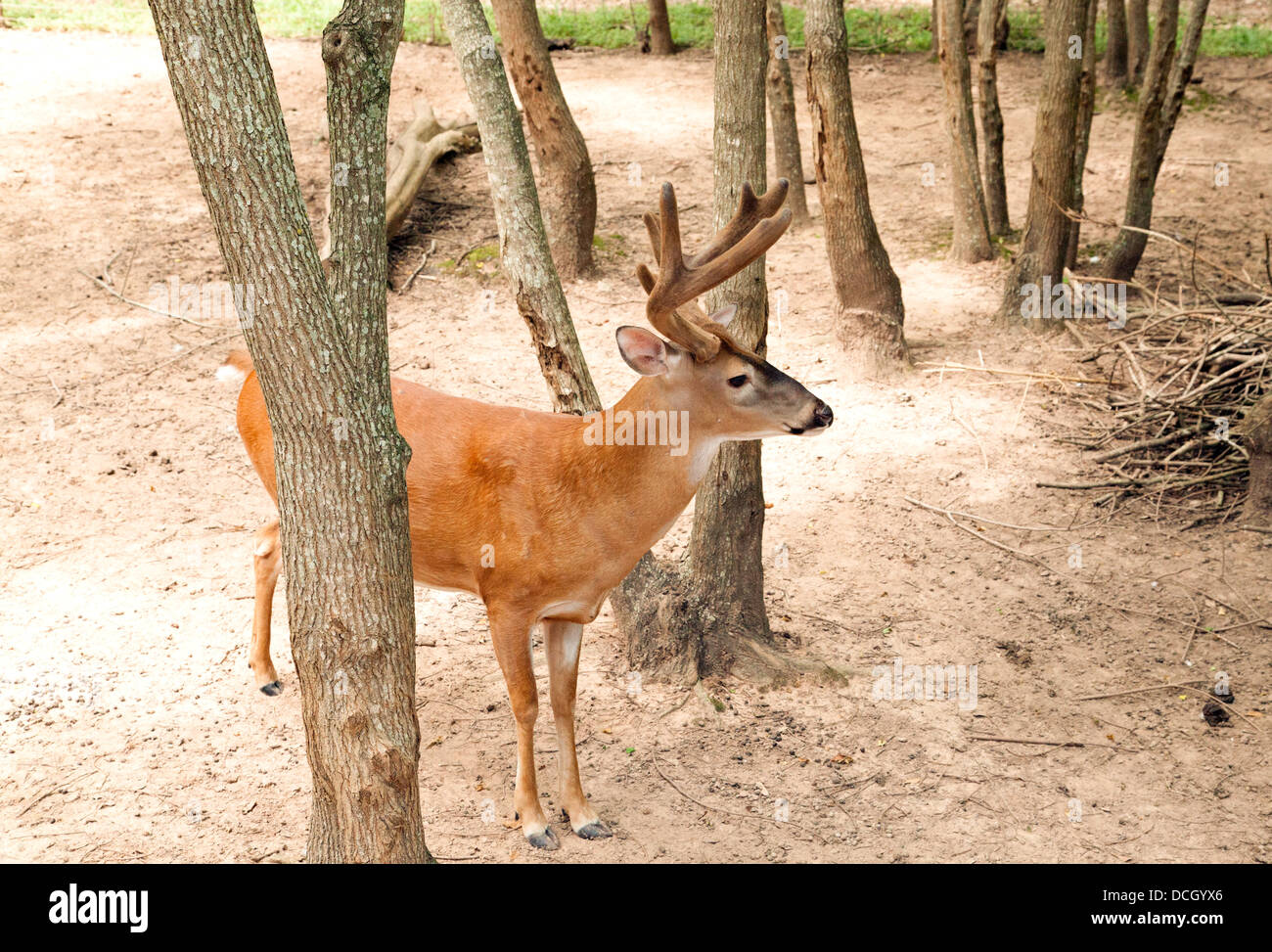 Buck in the forest Stock Photo - Alamy