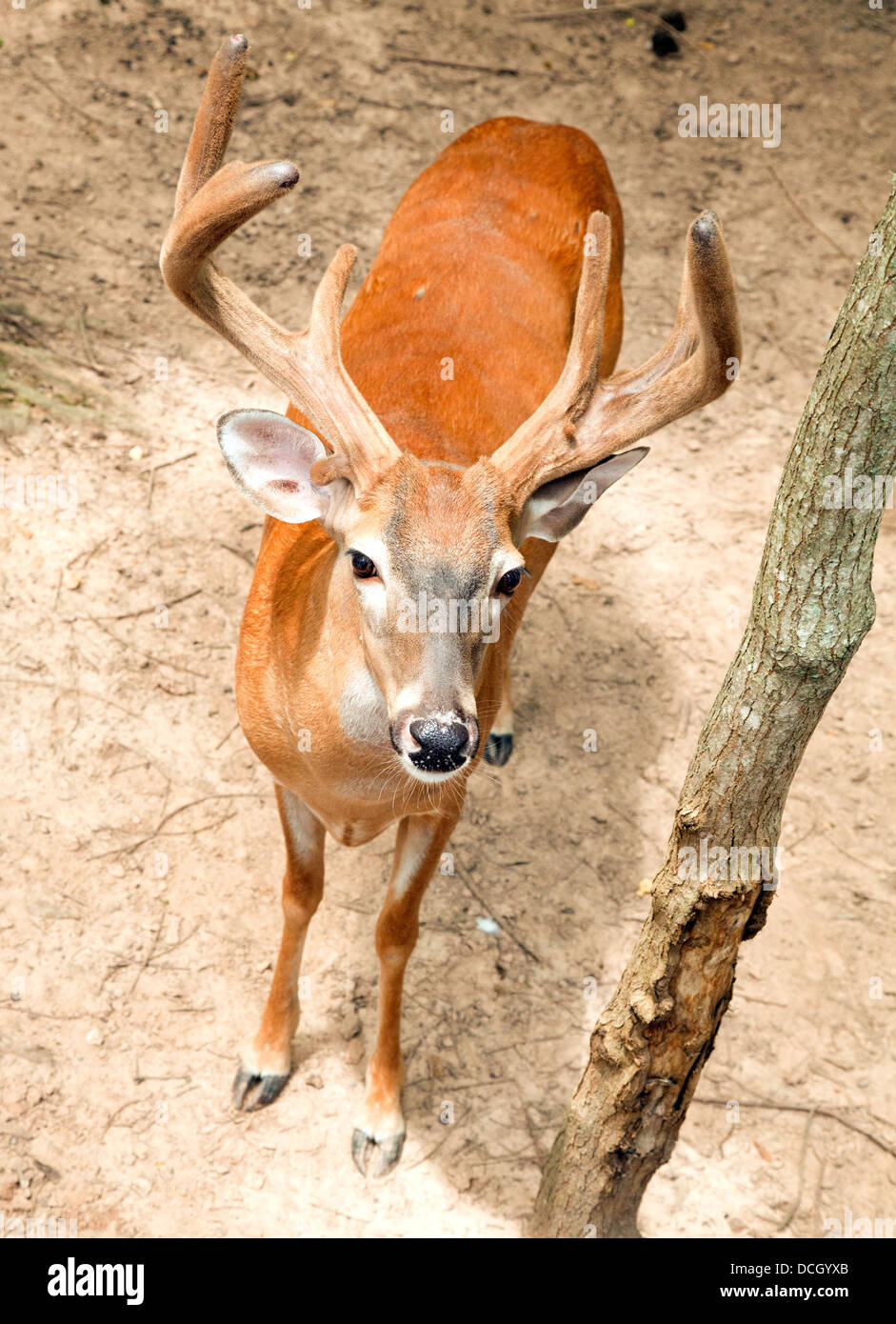 Buck in the forest Stock Photo - Alamy