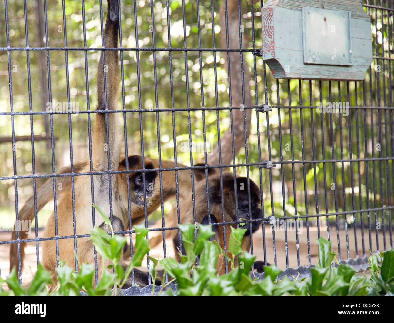 Adult spider monkey hi-res stock photography and images - Alamy