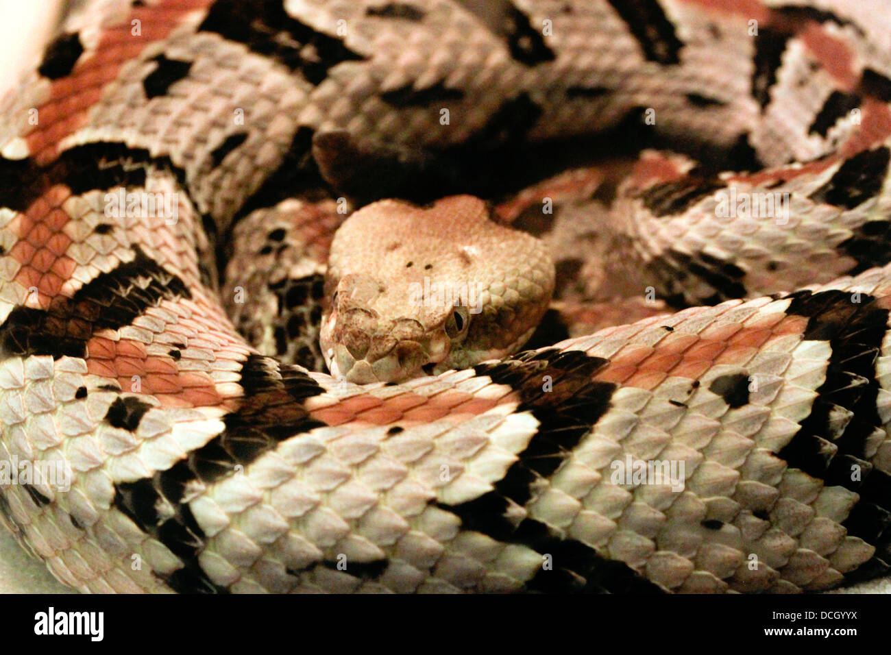 Coiled up canebrake rattlesnake Stock Photo - Alamy