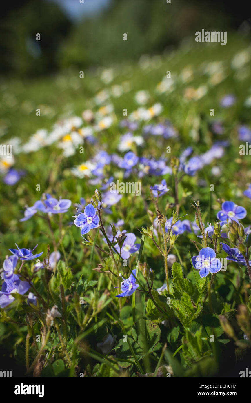 Meadow field grass hi-res stock photography and images - Alamy
