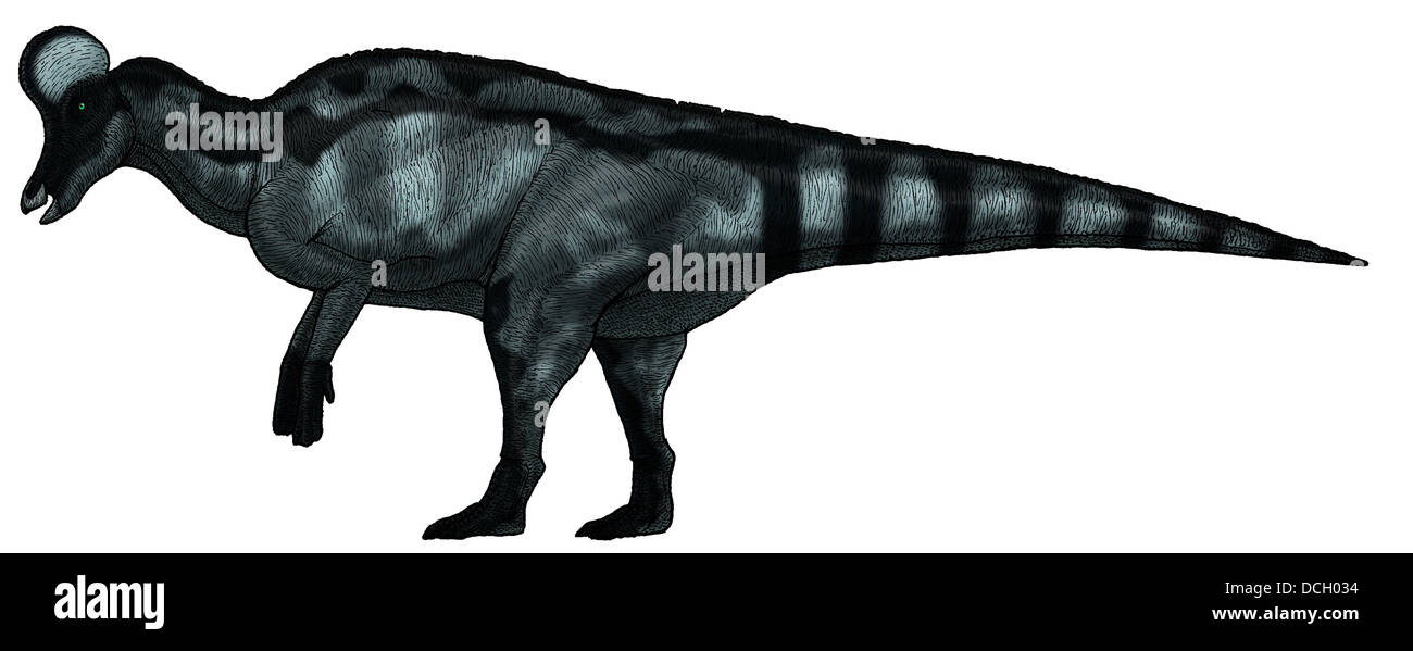 Hadrosaurid ornithopod dinosaur hi-res stock photography and images - Alamy