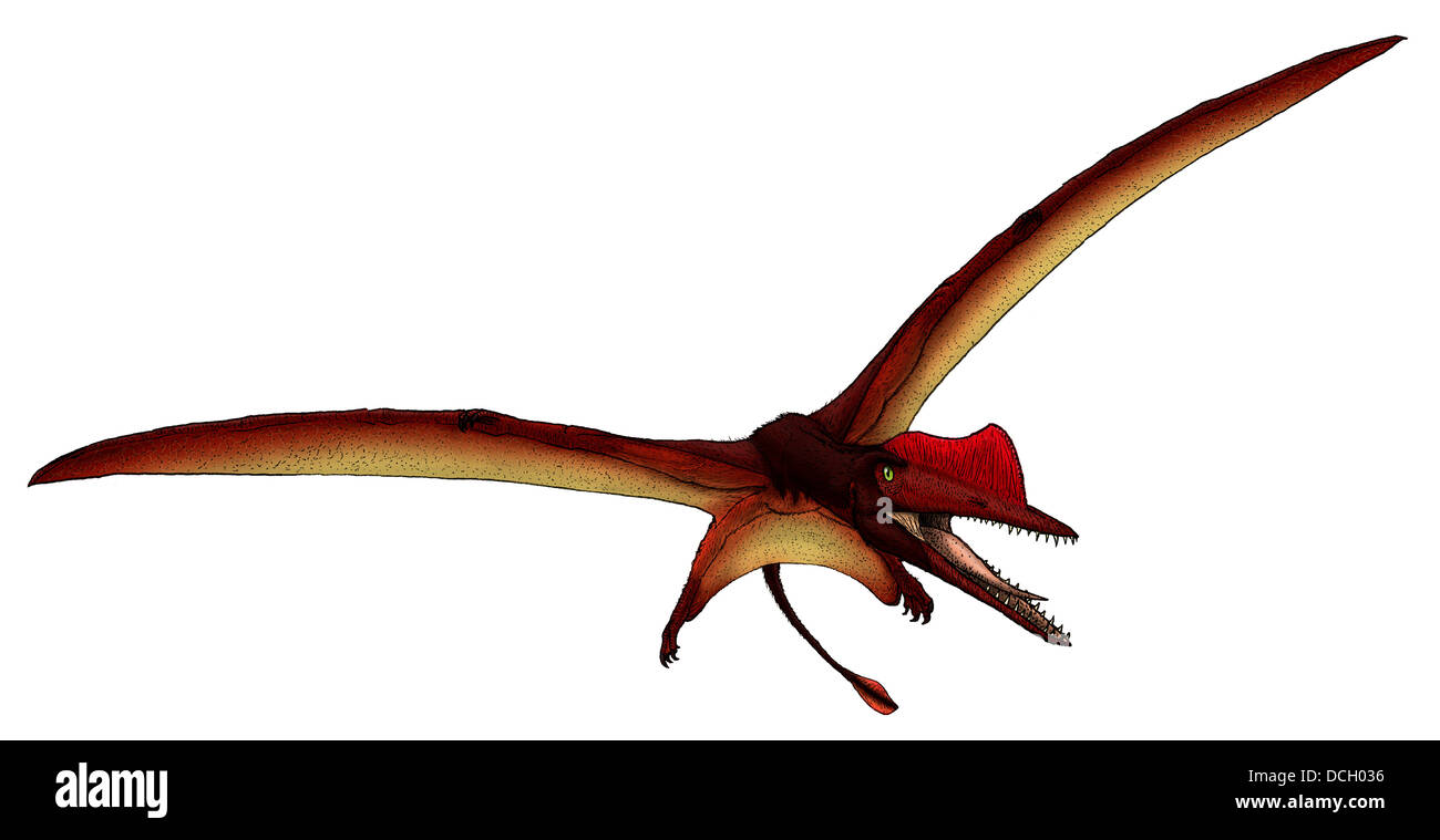 Darwinopterus, a pterosaur from the Jurassic period, linked between ...
