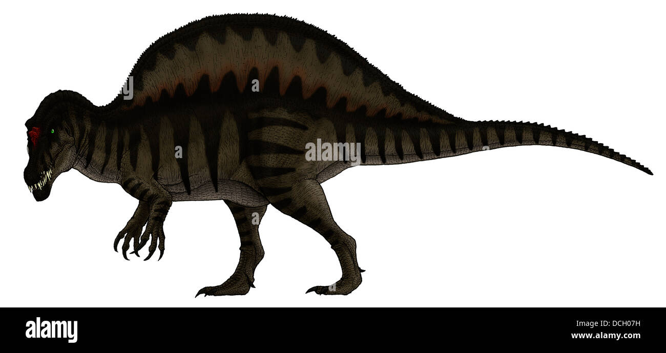 Spinosaurus, a large carnivore of the Cretaceous period Stock Photo - Alamy