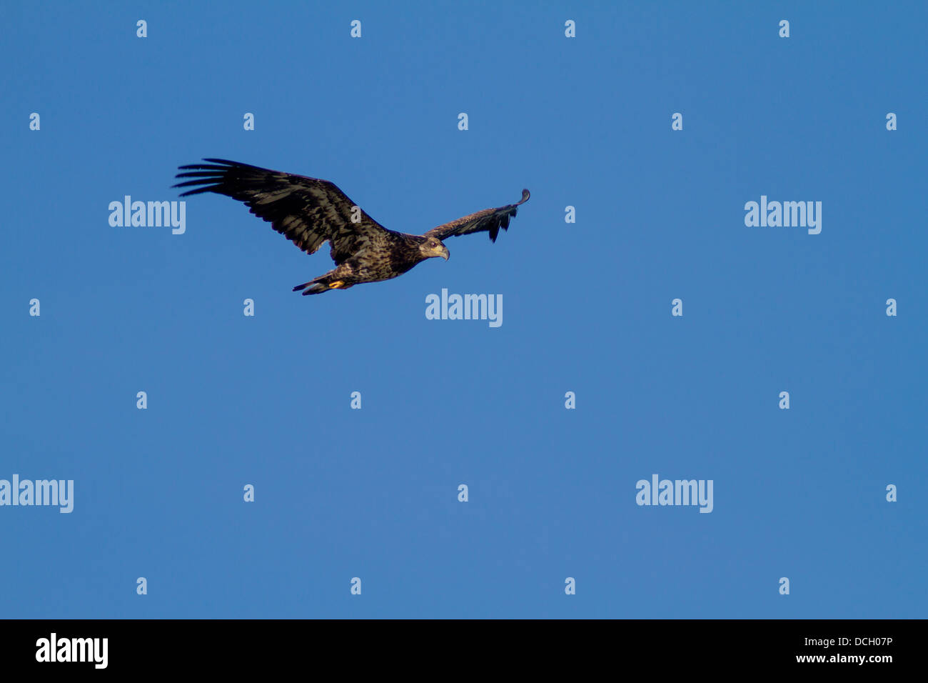 Golden Eagle (Aquila chrysaetos) Majestic, colorful, raptor, in flight ...