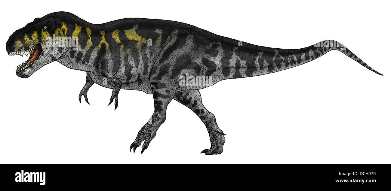 Tyrannosaurus Rex, a large predator of the Cretaceous Period Stock ...