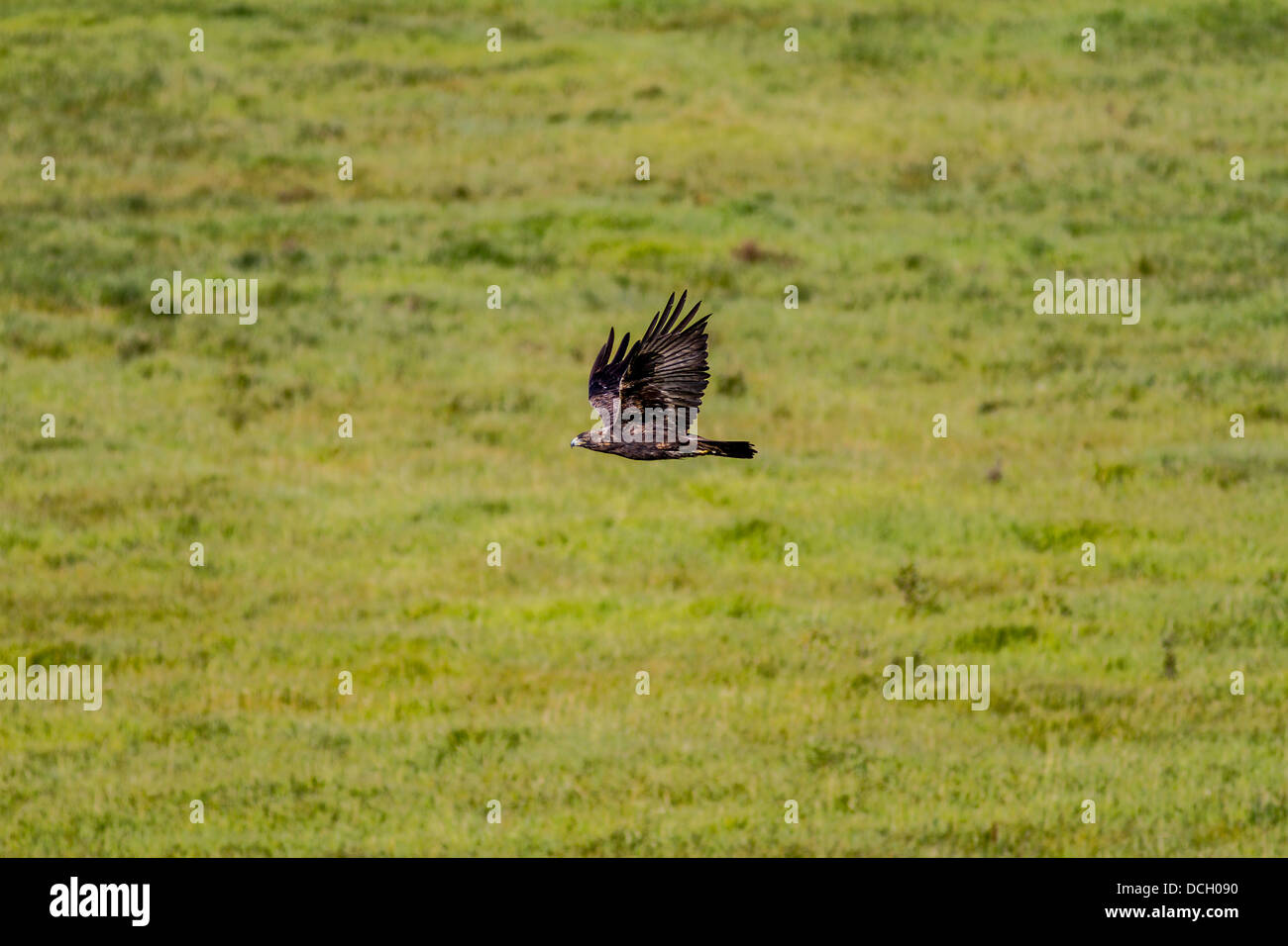 Golden Eagle (Aquila chrysaetos) Majestic, colorful, raptor, In flight ...